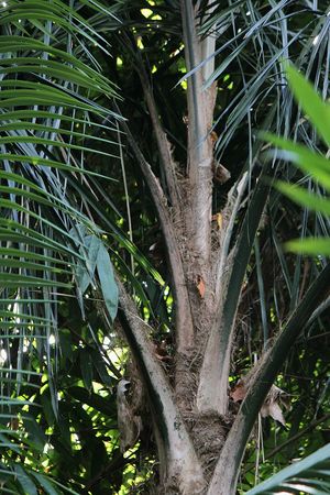 Syagrus amara - Palmpedia - Palm Grower's Guide