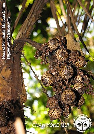 Daemonorops angustifolia - Palmpedia - Palm Grower's Guide