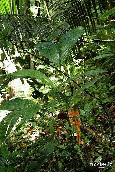 Bactris simplicifrons - Palmpedia - Palm Grower's Guide