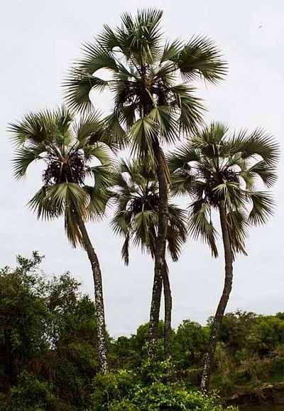 Hyphaene petersiana - Palmpedia - Palm Grower's Guide