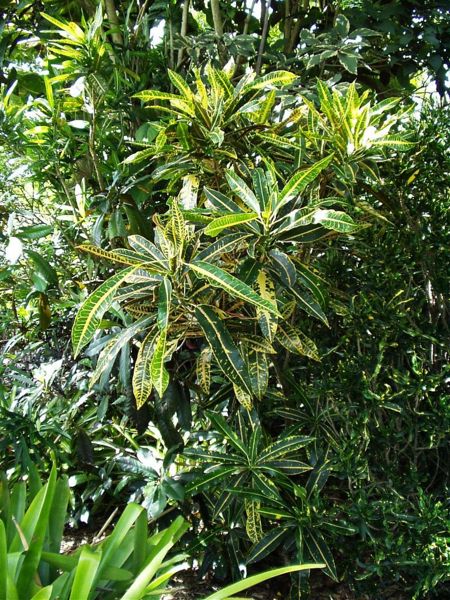 MIAMI - Palmpedia - Palm Grower's Guide