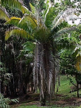 Phytelephas aequatorialis - Palmpedia - Palm Grower's Guide