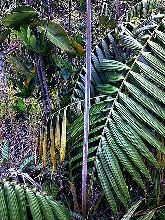 Barcella odora - Palmpedia - Palm Grower's Guide