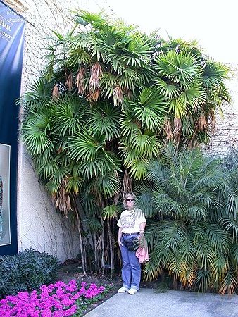 Rhapis humilis - Palmpedia - Palm Grower's Guide