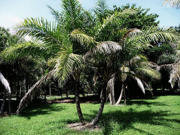 Syagrus cearensis - Palmpedia - Palm Grower's Guide