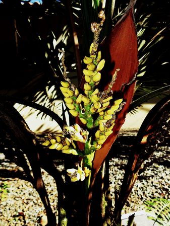 Syagrus glaucescens - Palmpedia - Palm Grower's Guide