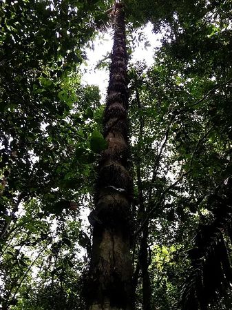 Astrocaryum chambira - Palmpedia - Palm Grower's Guide