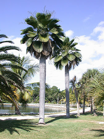 Copernicia baileyana - Palmpedia - Palm Grower's Guide