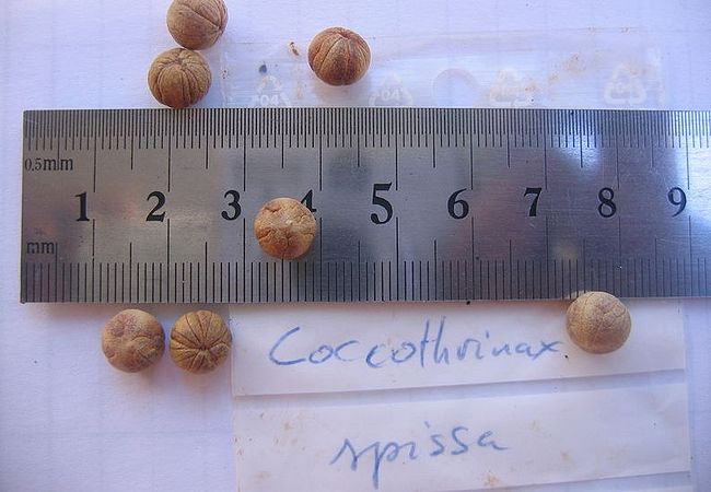 Coccothrinax spissa - Palmpedia - Palm Grower's Guide