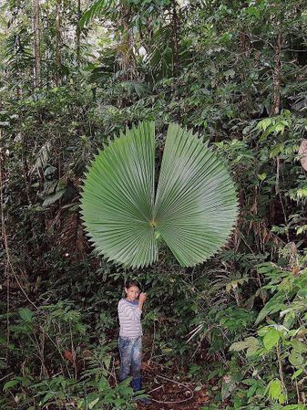Sabinaria magnifica - Palmpedia - Palm Grower's Guide