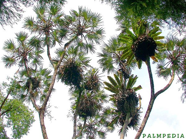 Hyphaene compressa - Palmpedia - Palm Grower's Guide