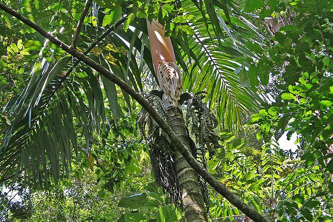 Pinanga insignis - Palmpedia - Palm Grower's Guide