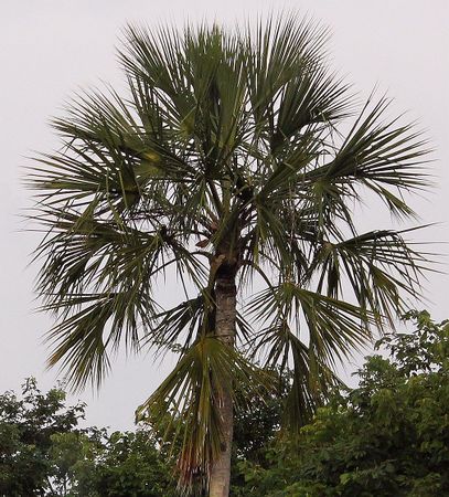 Sabal yapa - Palmpedia - Palm Grower's Guide