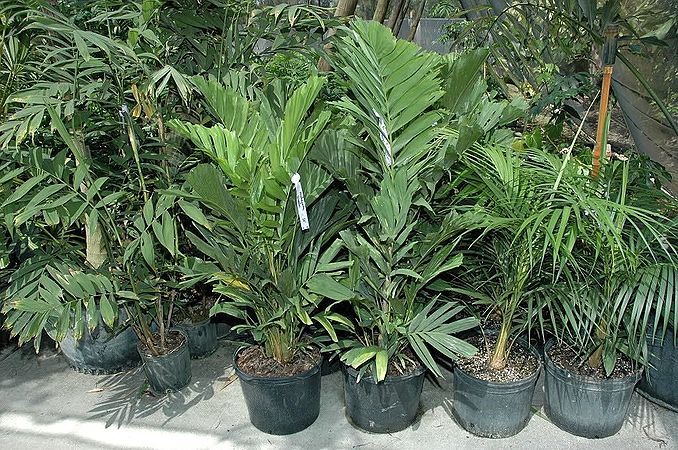Ptychosperma schefferi - Palmpedia - Palm Grower's Guide