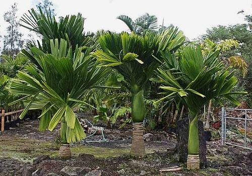 Areca catechu - Palmpedia - Palm Grower's Guide