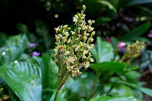 Reinhardtia simplex - Palmpedia - Palm Grower's Guide