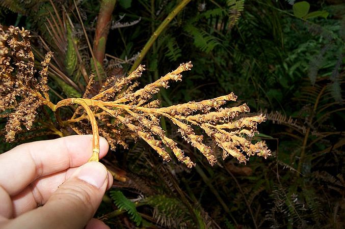 Daemonorops hirsuta - Palmpedia - Palm Grower's Guide