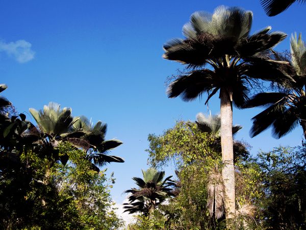 Copernicia fallaensis - Palmpedia - Palm Grower's Guide