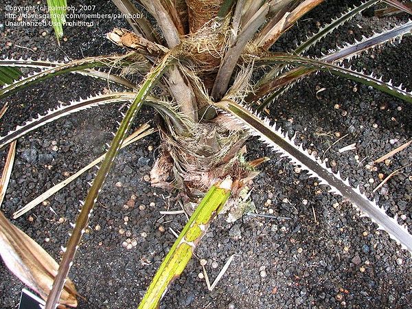 Licuala paludosa - Palmpedia - Palm Grower's Guide