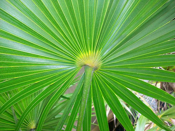 Abaxial - Palmpedia - Palm Grower's Guide