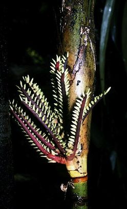 Areca tunku - Palmpedia - Palm Grower's Guide