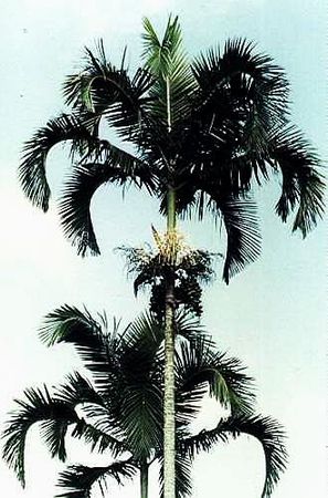 Actinorhytis calapparia - Palmpedia - Palm Grower's Guide