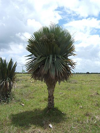 Copernicia rigida - Palmpedia - Palm Grower's Guide