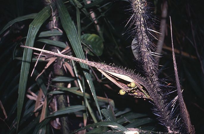 Daemonorops jenkinsiana - Palmpedia - Palm Grower's Guide