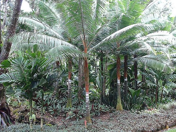 Chrysalidocarpus leptocheilos - Palmpedia - Palm Grower's Guide