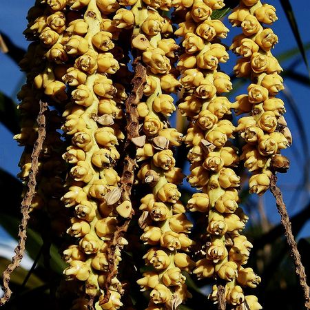 Syagrus comosa - Palmpedia - Palm Grower's Guide