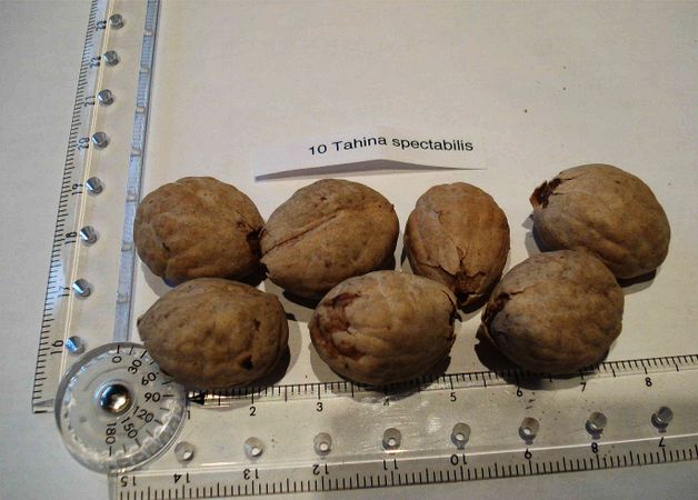 Tahina spectabilis - Palmpedia - Palm Grower's Guide