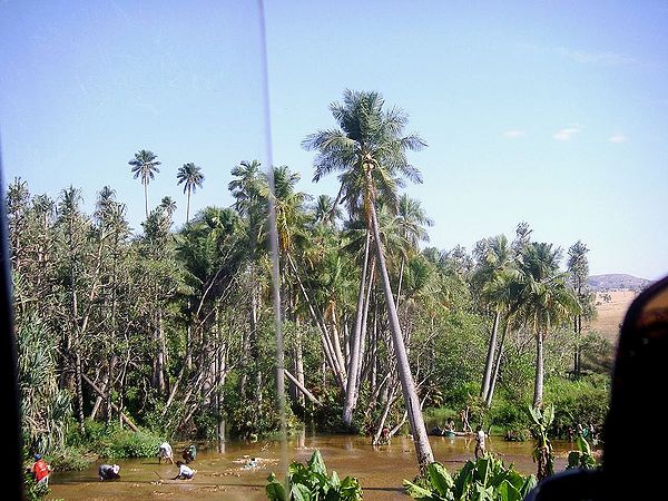 Ravenea rivularis - Palmpedia - Palm Grower's Guide