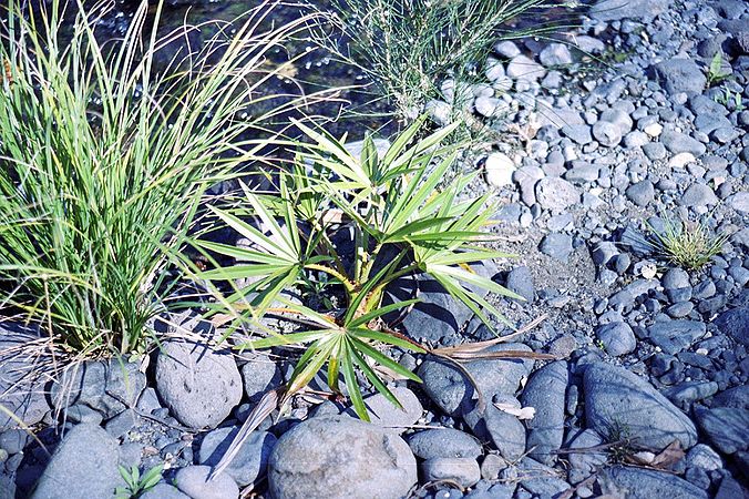 Livistona nitida - Palmpedia - Palm Grower's Guide