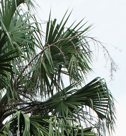 Sabal yapa - Palmpedia - Palm Grower's Guide