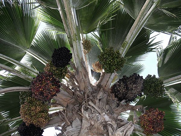 Pritchardia pacifica - Palmpedia - Palm Grower's Guide