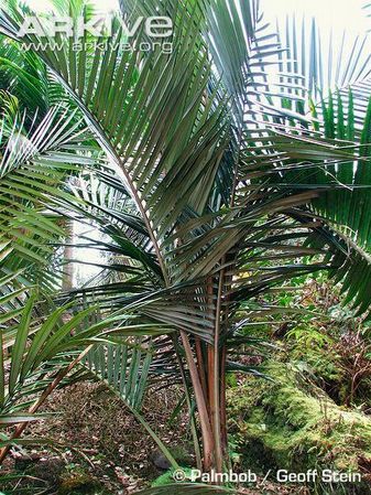 Ravenea albicans - Palmpedia - Palm Grower's Guide