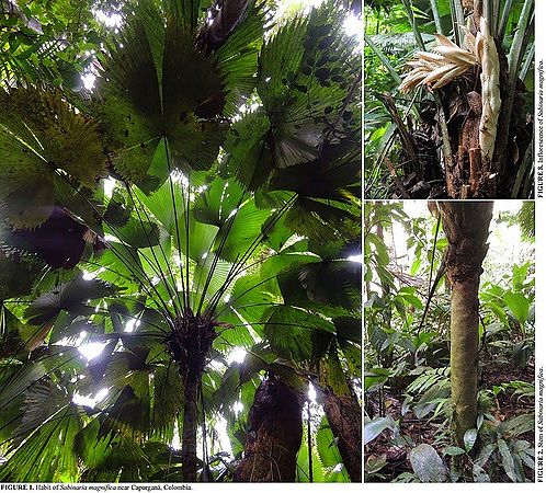 Sabinaria magnifica - Palmpedia - Palm Grower's Guide