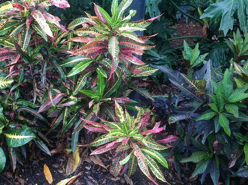 VEITCHII - Palmpedia - Palm Grower's Guide