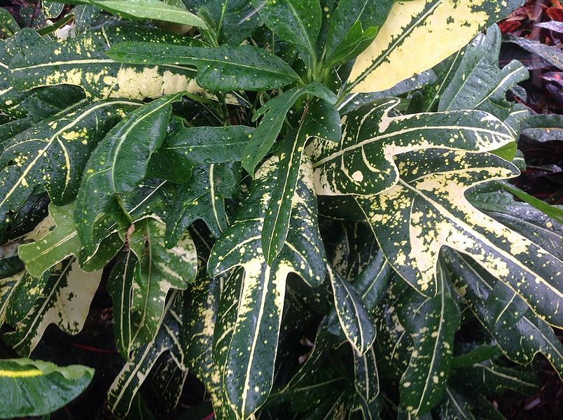 WHITE CHARLES RUTHERFORD - Palmpedia - Palm Grower's Guide