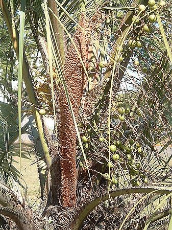 Butia eriospatha - Palmpedia - Palm Grower's Guide