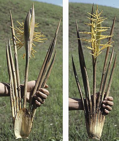 Ravenea sambiranensis - Palmpedia - Palm Grower's Guide