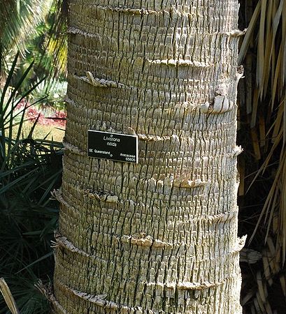 Livistona nitida - Palmpedia - Palm Grower's Guide