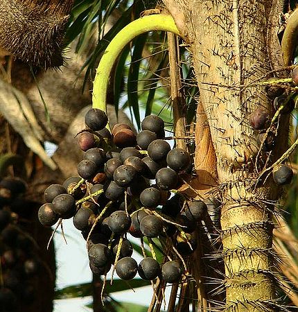 Bactris setosa - Palmpedia - Palm Grower's Guide
