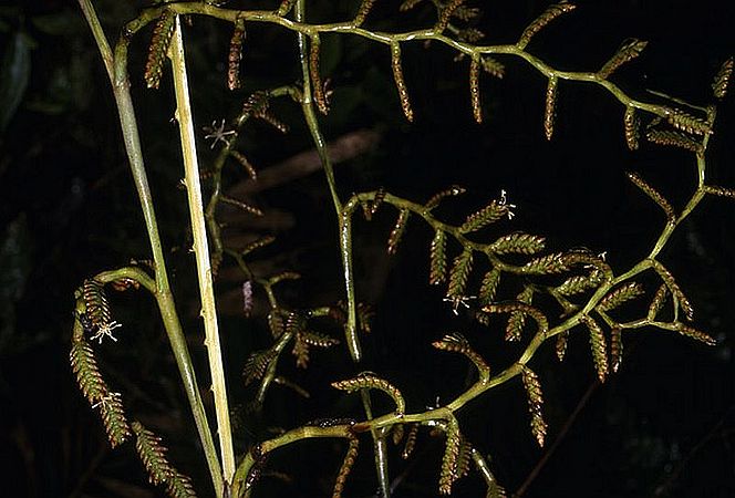 Calamus marginatus - Palmpedia - Palm Grower's Guide