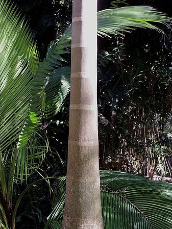 Roystonea princeps - Palmpedia - Palm Grower's Guide