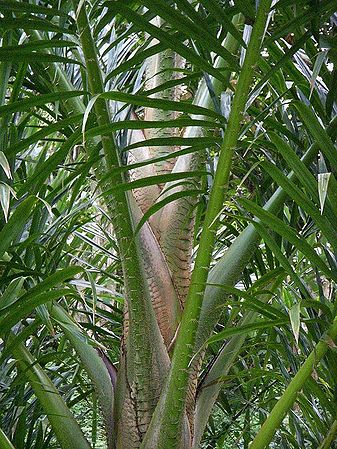 Metroxylon warburgii - Palmpedia - Palm Grower's Guide