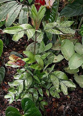 Pinanga subintegra - Palmpedia - Palm Grower's Guide