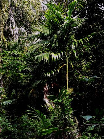 Areca concinna - Palmpedia - Palm Grower's Guide