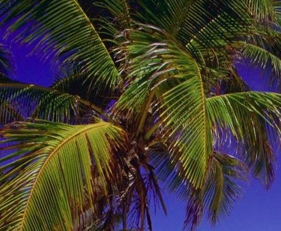 Attalea princeps - Palmpedia - Palm Grower's Guide