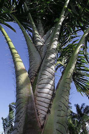 Metroxylon salomonense - Palmpedia - Palm Grower's Guide